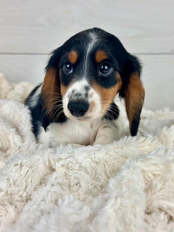 Available Puppies | Frontier Pets | Cheyenne, Wyoming