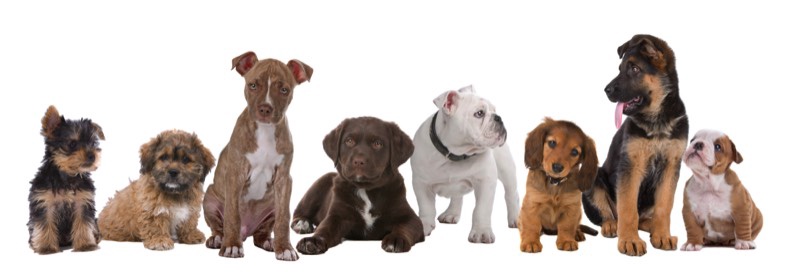 Future Puppy Reservation - Frisco